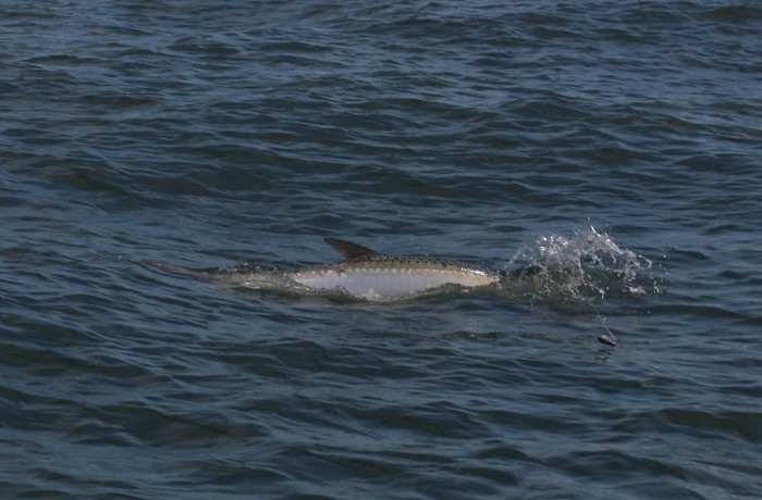 An action shot of a Tarpon rolling to gulp air during a battle