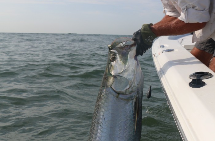 Jason with a 60 pound Mayport Inlet Tarpon