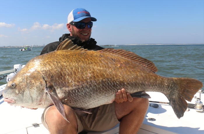 80 pound Black Drum