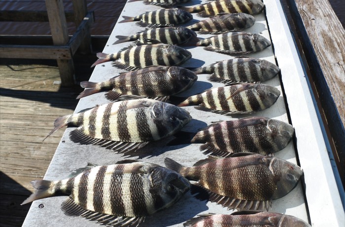 First Sheepshead trip of the season